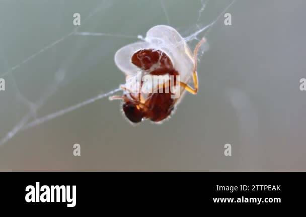 Fly in the web Stock Videos & Footage - HD and 4K Video Clips - Alamy