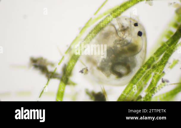 Water flea under the microscope in 4k Stock Video Footage - Alamy