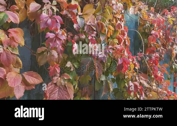 Grape scene Stock Videos & Footage - HD and 4K Video Clips - Alamy