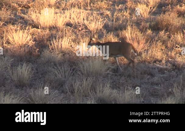 Doe the Stock Videos & Footage - HD and 4K Video Clips - Alamy