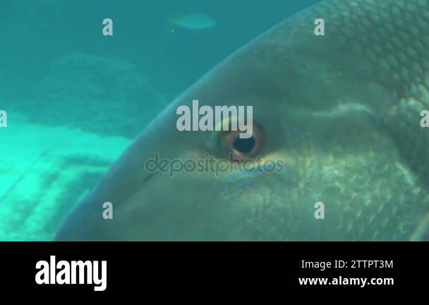 Demersal fishes Stock Videos & Footage - HD and 4K Video Clips - Alamy