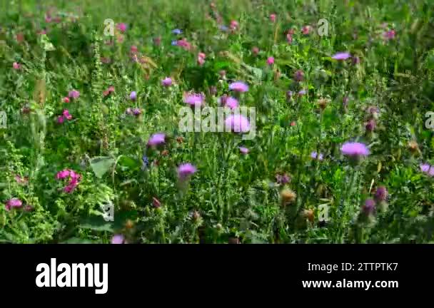 Magnificent perennial Stock Videos & Footage - HD and 4K Video Clips ...