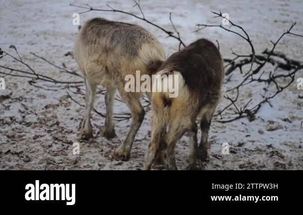 Reindeer (Rangifer tarandus), also known as caribou in North America ...