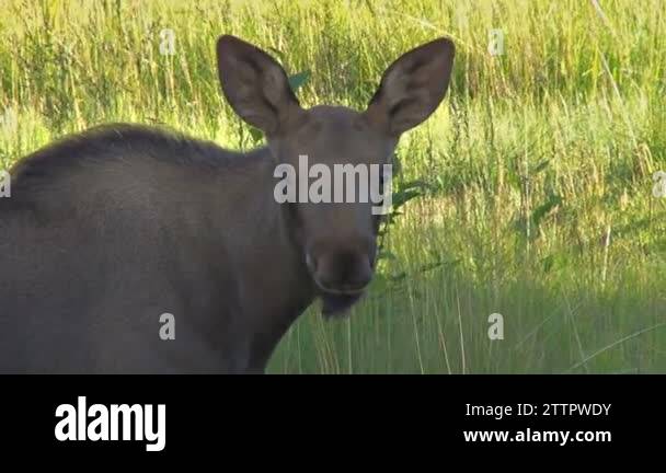 Moose face Stock Videos & Footage - HD and 4K Video Clips - Alamy