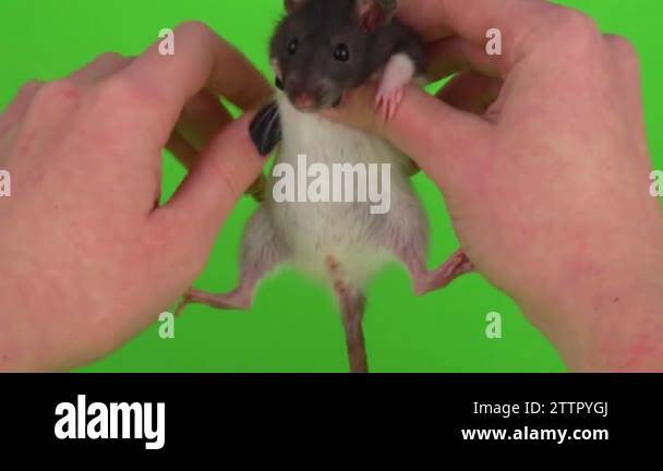Rat on hand green screen Stock Video Footage - Alamy
