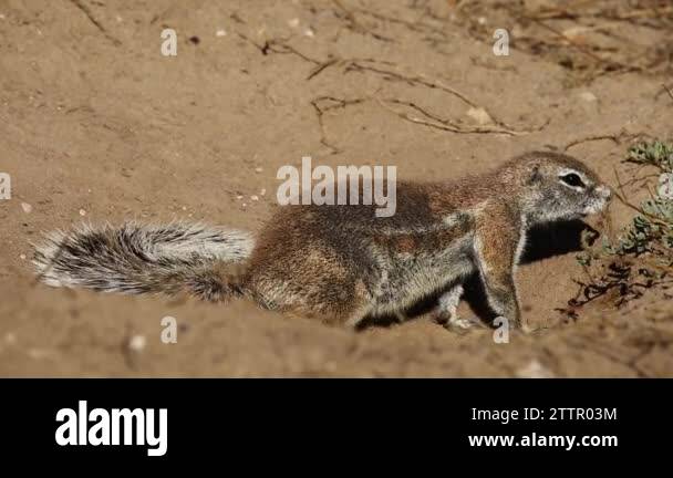 Southern african rodent Stock Videos & Footage - HD and 4K Video Clips ...