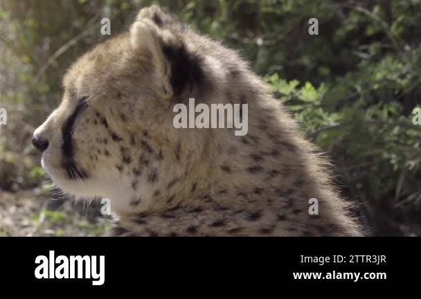 Alert profile Stock Videos & Footage - HD and 4K Video Clips - Alamy