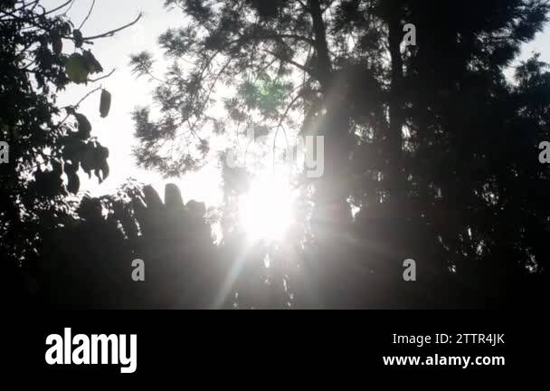 Glorious tree Stock Videos & Footage - HD and 4K Video Clips - Alamy