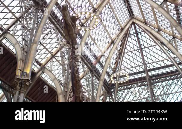 Dinosaur gallery natural history museum Stock Videos & Footage - HD and ...