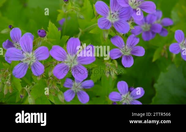 Wild Cranesbill in summer in shadow. Geranium pratense close up footage ...