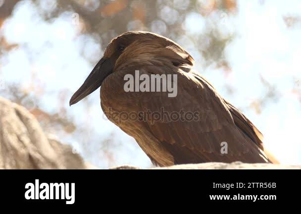 Bird head shape Stock Videos & Footage - HD and 4K Video Clips - Alamy