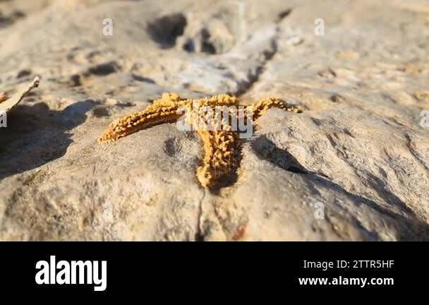 Death starfish Stock Videos & Footage - HD and 4K Video Clips - Alamy