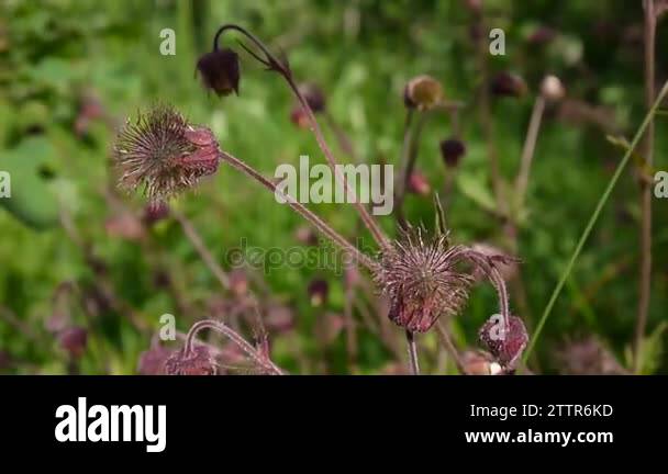 Water avens, Purple avens Geum rivale grows in bogs and damp meadows ...