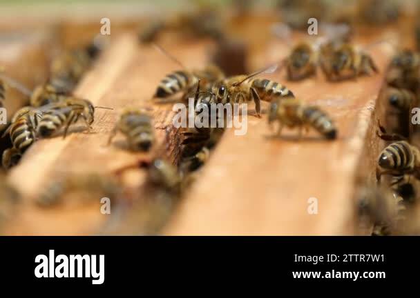 Swarm honey bees buzzing Stock Videos & Footage - HD and 4K Video Clips ...