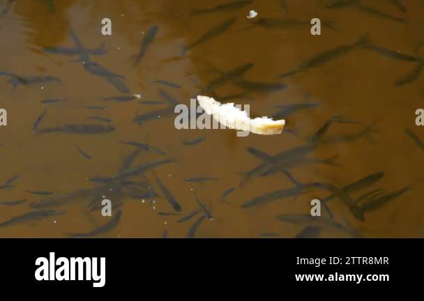 Feeding Fish with Pieces of Bread in Slow Motion Stock Video Footage ...