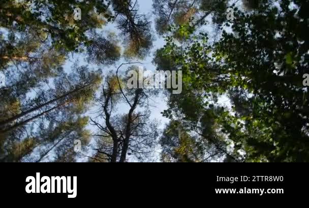 Trunks of high pine trees, stretching up into the sky camera rotates ...