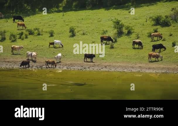 Georgian animals Stock Videos & Footage - HD and 4K Video Clips - Alamy