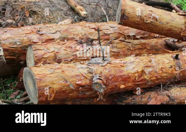 Huge logs from felled trees lie in forest on ground.Folded trees on the ...