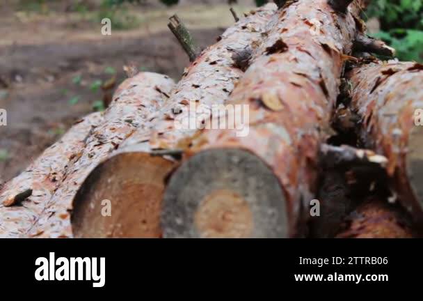 Folded trees on the ground.The problem of deforestation.Huge logs from ...