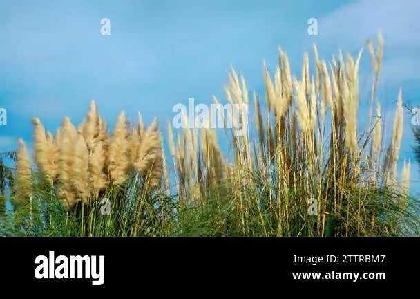 Reeds plant in nature Stock Videos & Footage - HD and 4K Video Clips ...
