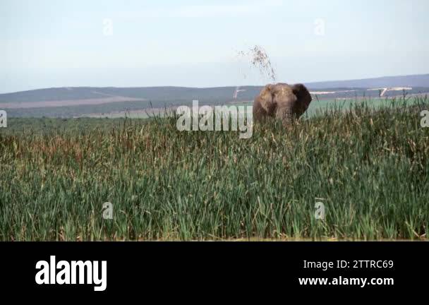 Throwing mud Stock Videos & Footage - HD and 4K Video Clips - Alamy