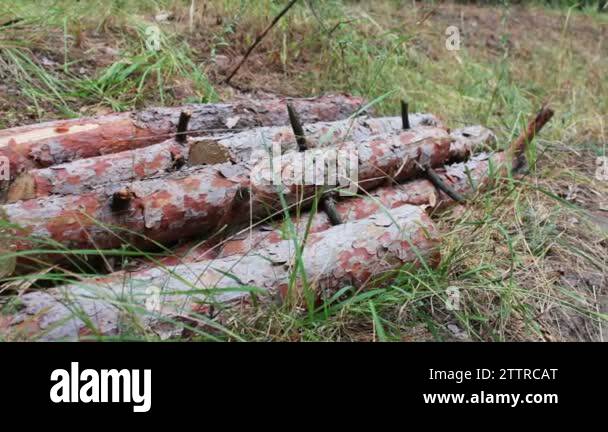 Huge logs from felled trees lie in forest on ground.Folded trees on the ...