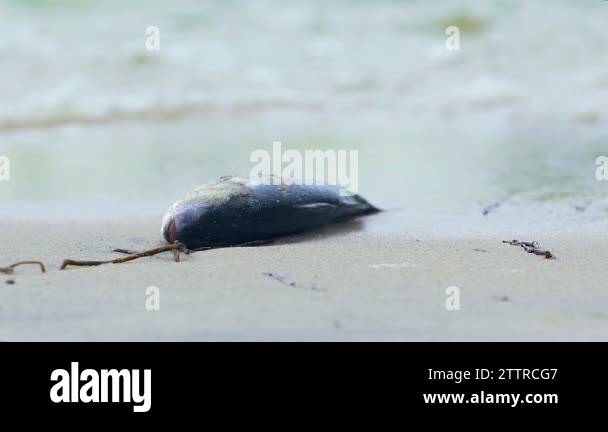Toxic water killing animals, waves bringing dead sealife, fish dying on ...