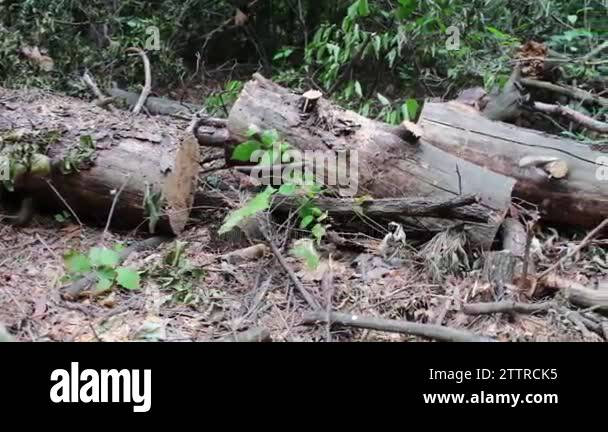 Folded trees on the ground.The problem of deforestation.Huge logs from ...