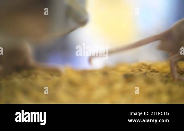 Mouse in cage a lot of. Big Group of Pet White Mice in an Aquarium ...