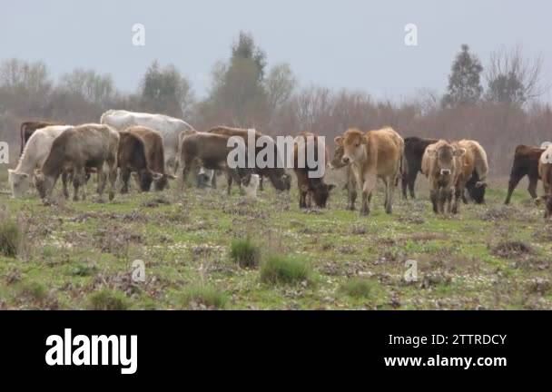 Farm animal bull cow beef farming Stock Videos & Footage - HD and 4K ...