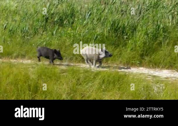 Hog lane Stock Videos & Footage - HD and 4K Video Clips - Alamy