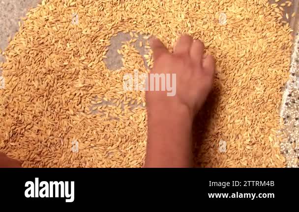 Writing on paddy seed Stock Videos & Footage - HD and 4K Video Clips ...