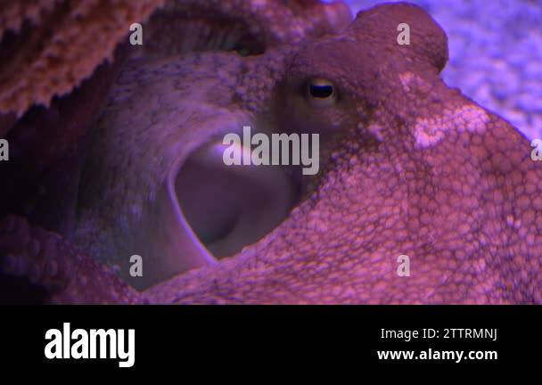 Red octopus Stock Videos & Footage - HD and 4K Video Clips - Alamy