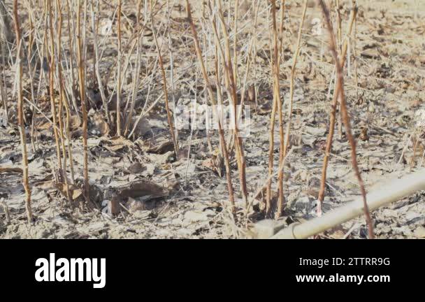 Raspberry bushes Stock Videos & Footage - HD and 4K Video Clips - Alamy