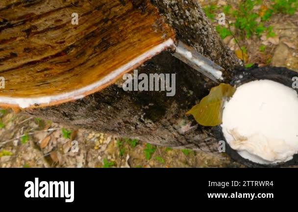 Plantation for the extraction of natural latex from rubber trees Stock ...