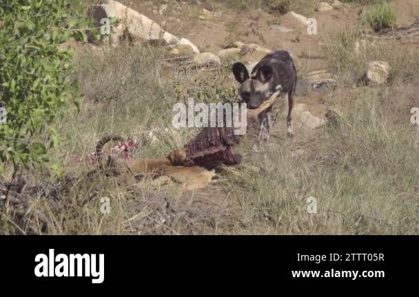 Cape hunting dog Stock Videos & Footage - HD and 4K Video Clips - Alamy
