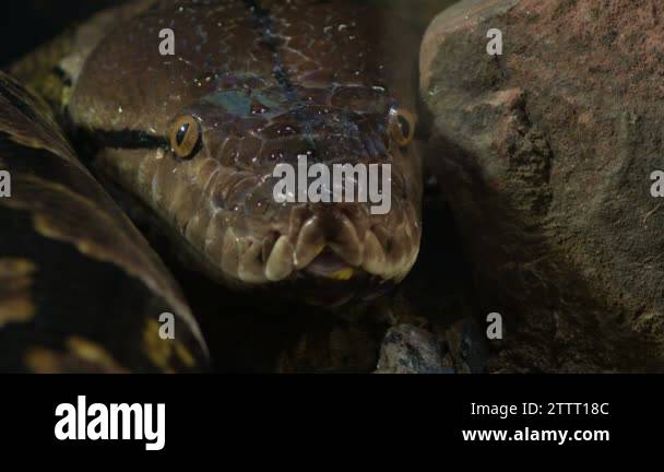 Carpet python head Stock Videos & Footage - HD and 4K Video Clips - Alamy