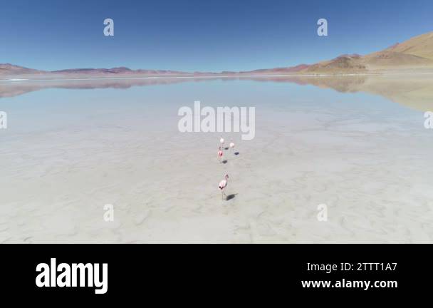 Aerial drone scene of salty Diamante Lagoon with four adult pink ...