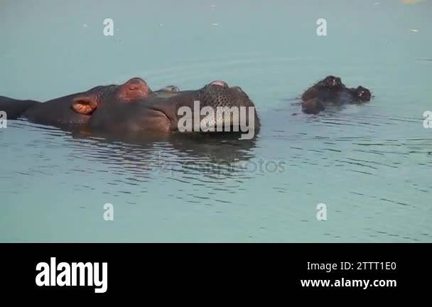 Animal in water Stock Videos & Footage - HD and 4K Video Clips - Alamy