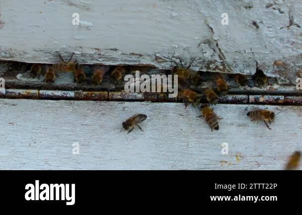 Home for bees Stock Videos & Footage - HD and 4K Video Clips - Alamy