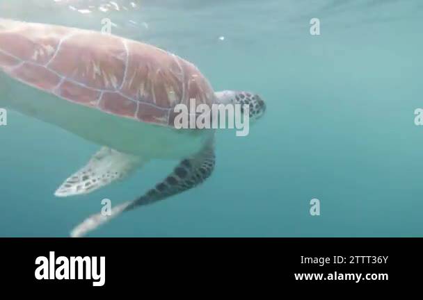 Underwater hawksbill sea turtle Stock Videos & Footage - HD and 4K ...