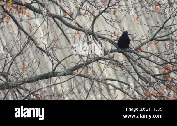 Immature oak tree Stock Videos & Footage - HD and 4K Video Clips - Alamy