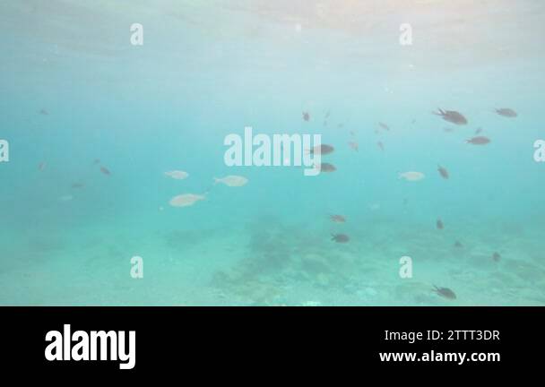 Aquatic view Stock Videos & Footage - HD and 4K Video Clips - Alamy