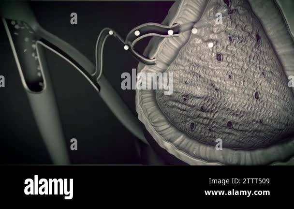 Internal structure of adrenal gland, erythrocytes and adrenaline in the ...