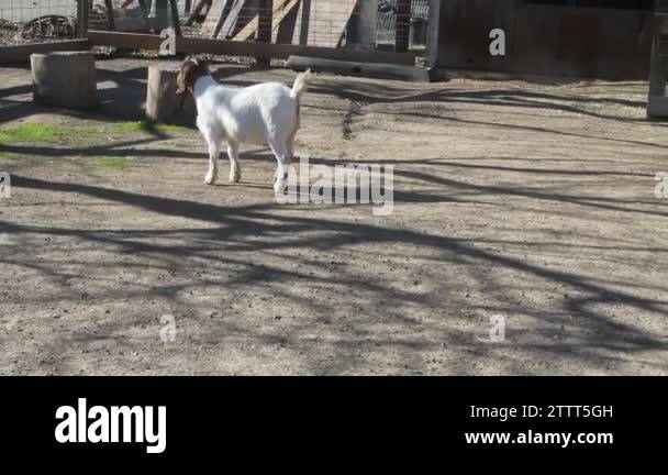 California farm animals Stock Videos & Footage - HD and 4K Video Clips ...