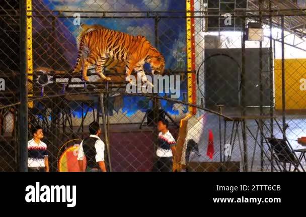 Tiger tamer and tigers in a cage at a circus performance tricks. Circus ...