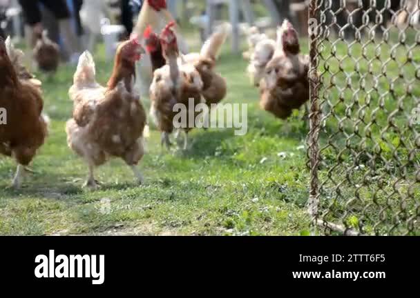 Cute white chicken run view Stock Videos & Footage - HD and 4K Video ...