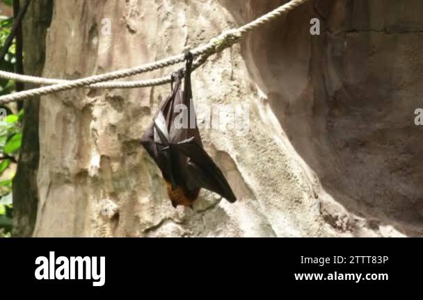 Giant golden crowned flying fox acerodon jubatus Stock Videos & Footage ...