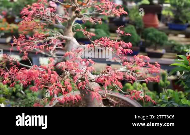 Miniature maple Stock Videos & Footage - HD and 4K Video Clips - Alamy