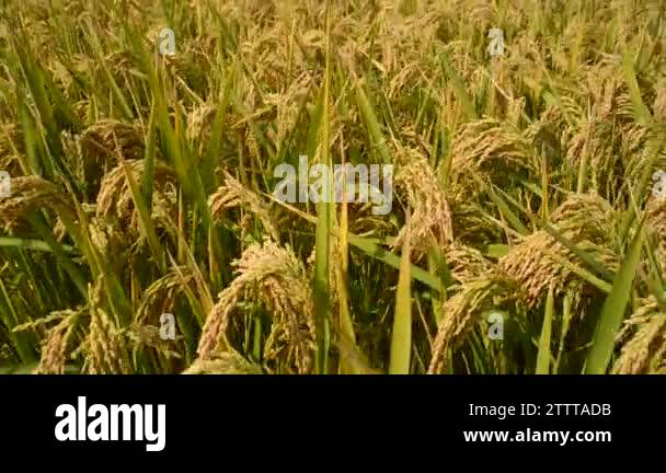 Rice Paddy Stock Video Footage - Alamy